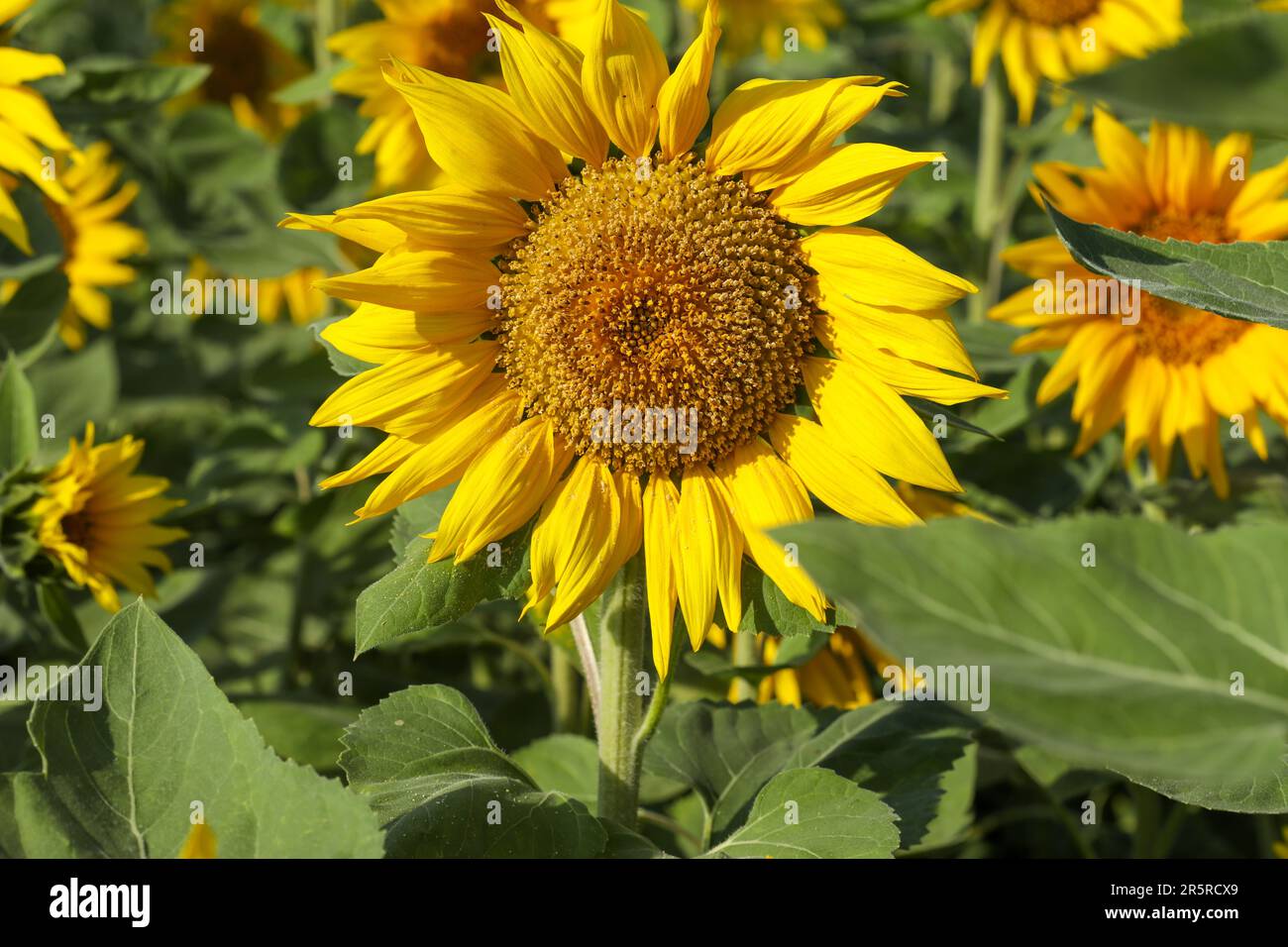 A vibrant array of sunflowers illuminated by natural sunlight Stock ...