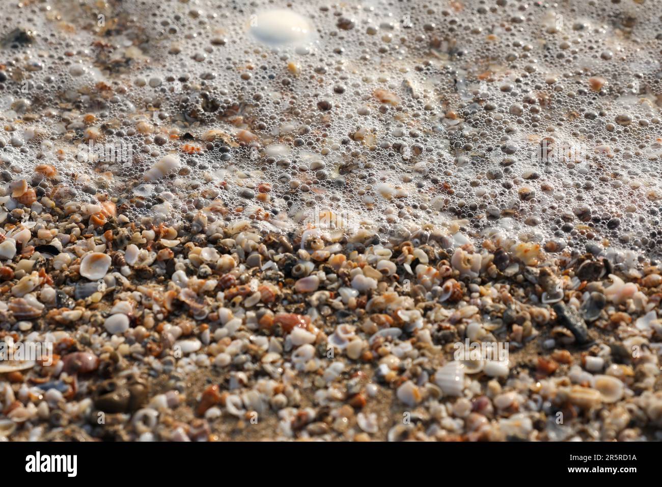 The sand and shells piled together on the beach sand covered with small ...