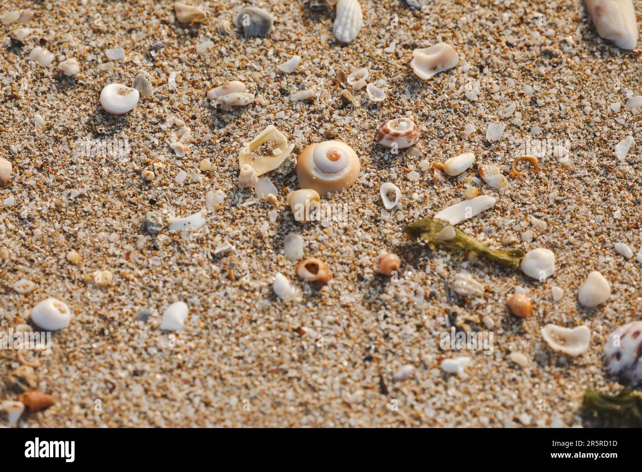Covered in small shells hi-res stock photography and images - Alamy