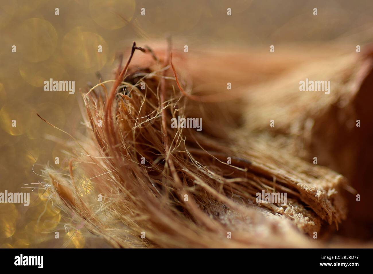 Fibres plant hi-res stock photography and images - Alamy
