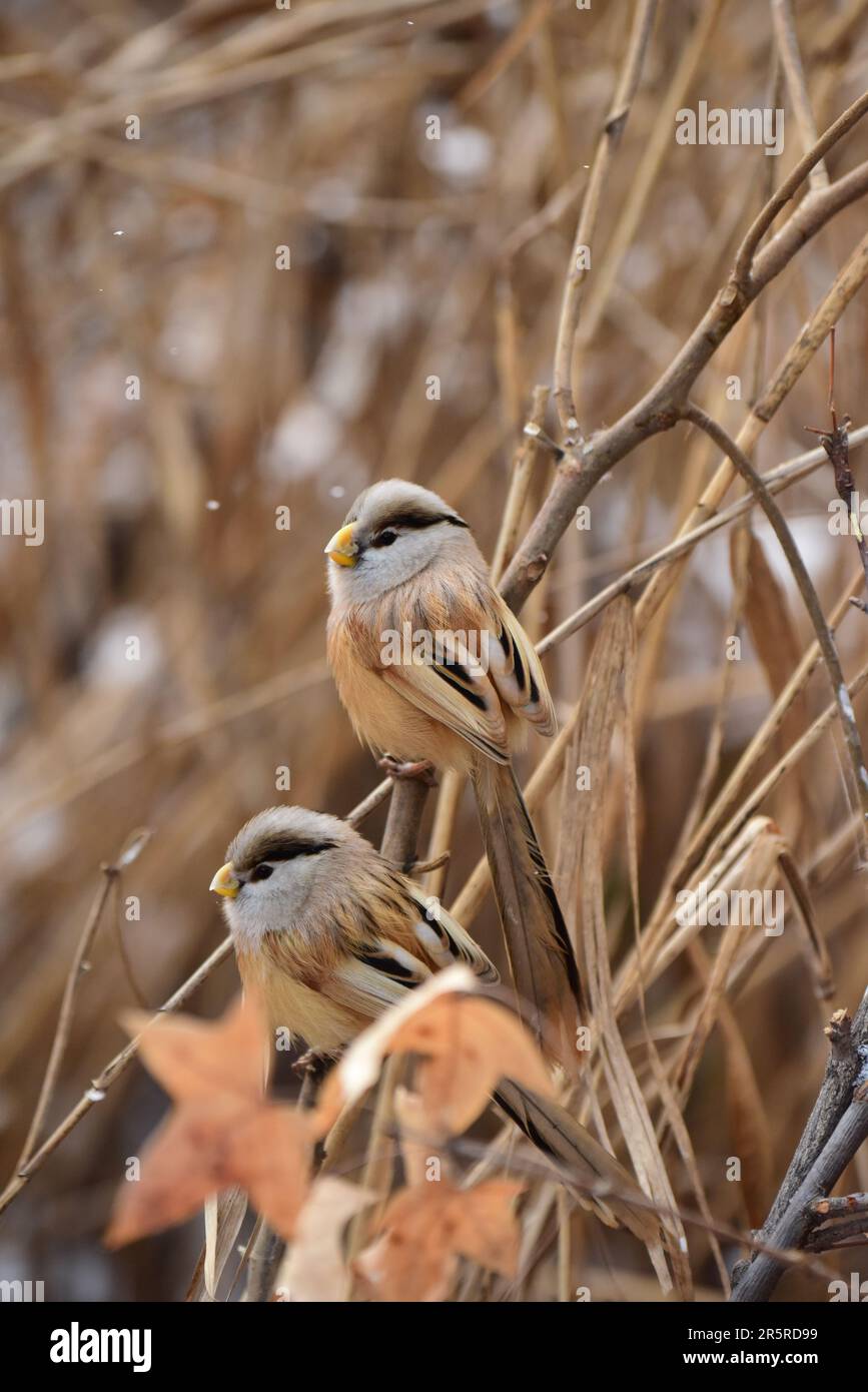 Two Reed parrotbill perched atop a tree branch in a sun-dappled forest ...