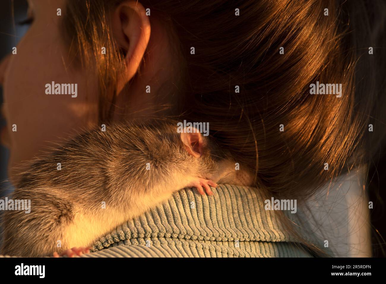 cute rat on the shoulder of a beautiful young girl Stock Photo - Alamy