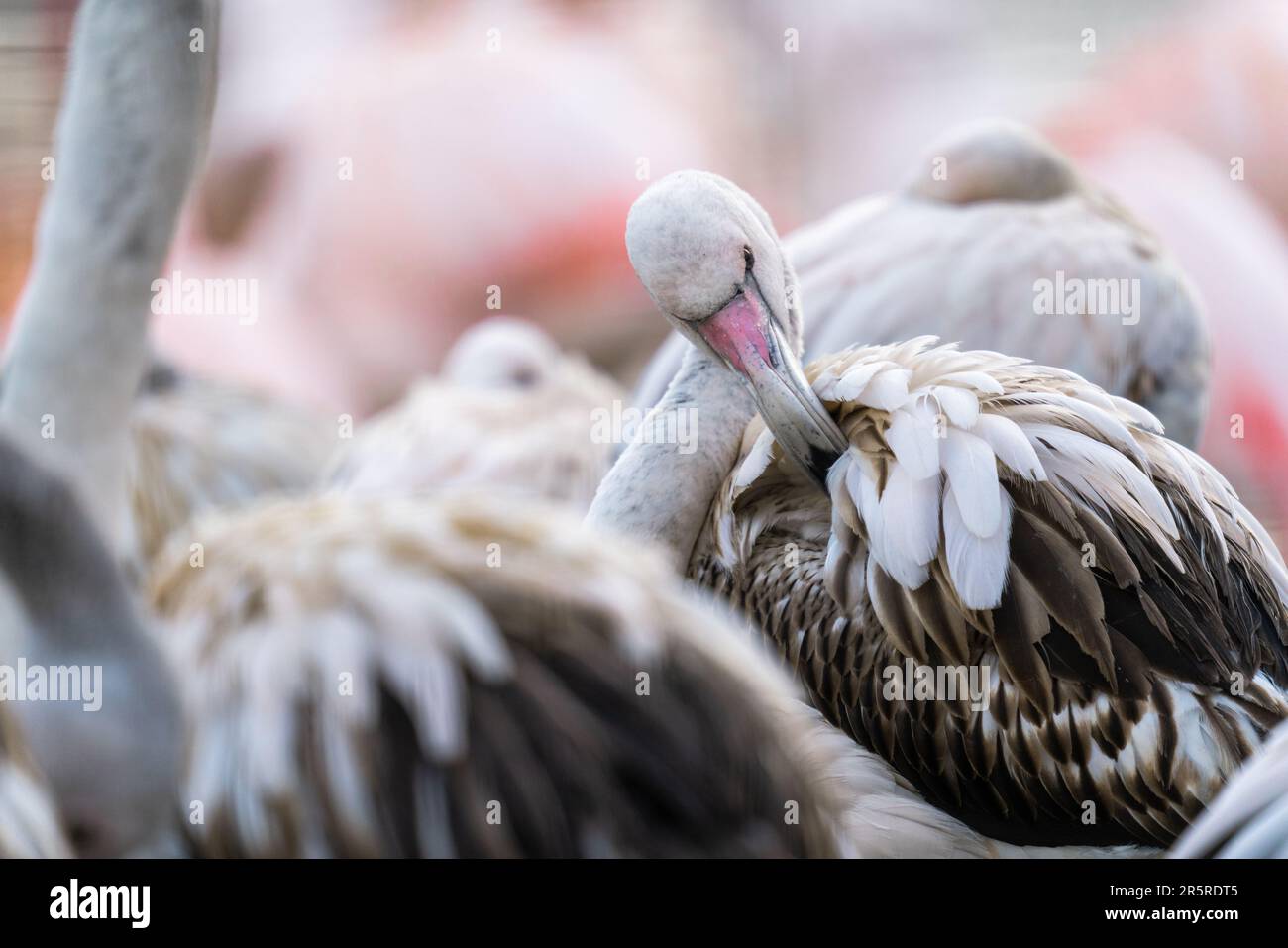A group of birds standing side by side on the ground in a zoo enclosure ...