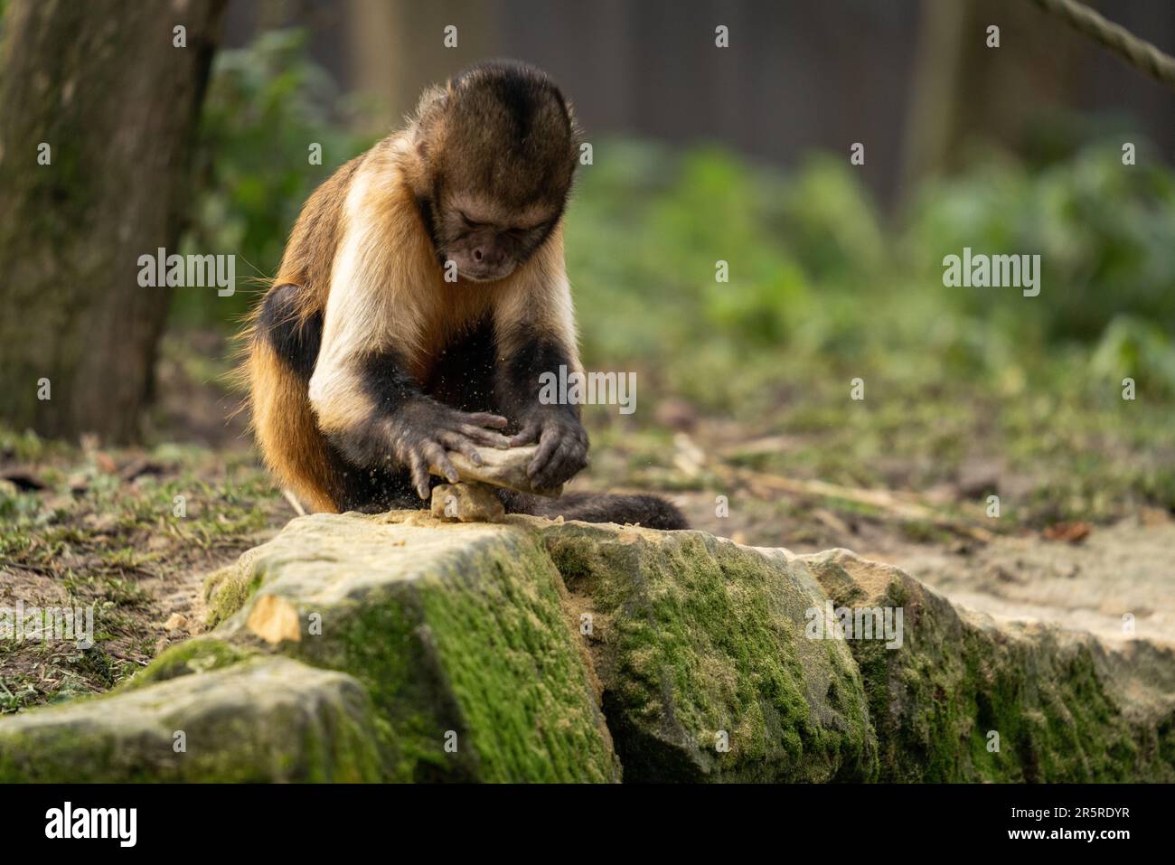 An adorable monkey sits atop a tree stump, nibbling on a piece of food ...