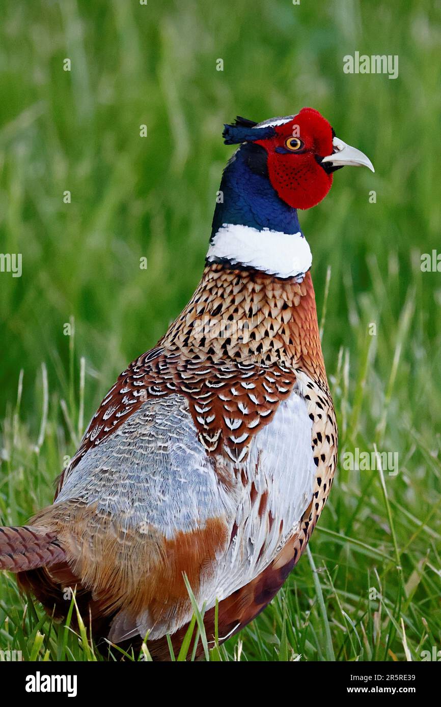 A colorful pheasant bird walking in tall, lush grass, surrounded by ...