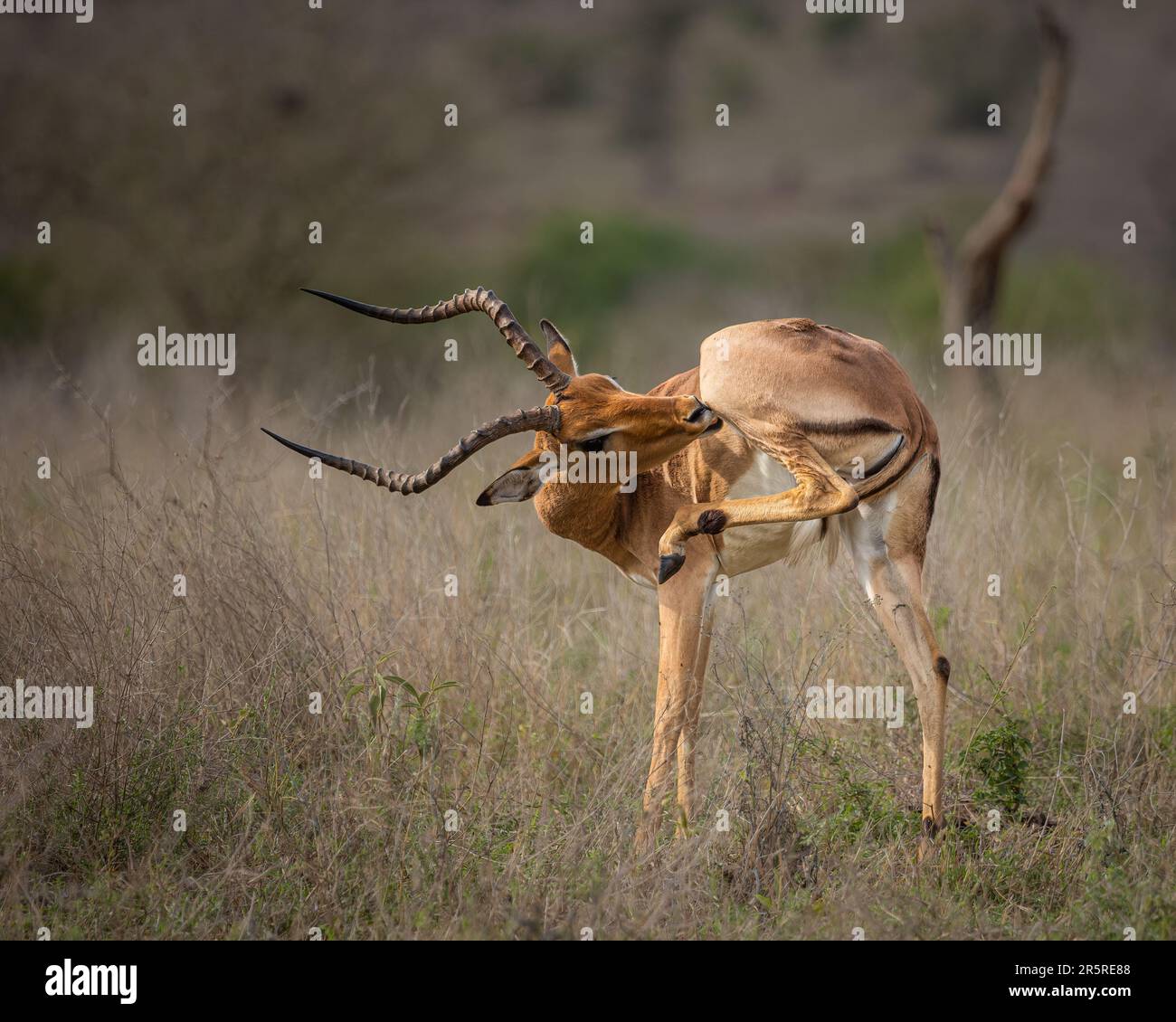 Two antelope engaging in a playful interaction amongst tall grass in a ...