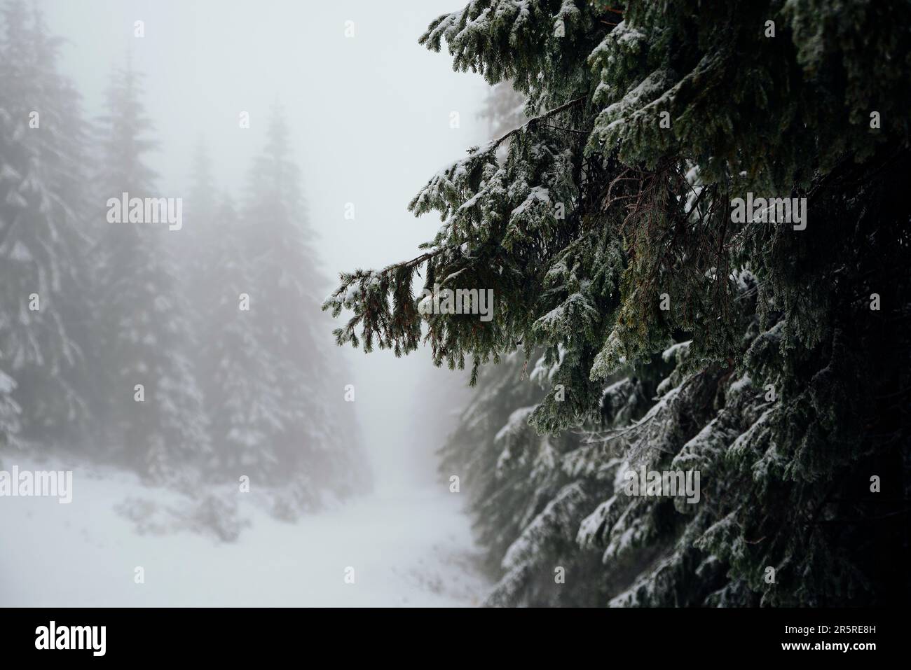 A scenic winter landscape featuring a narrow snowy road leading through ...