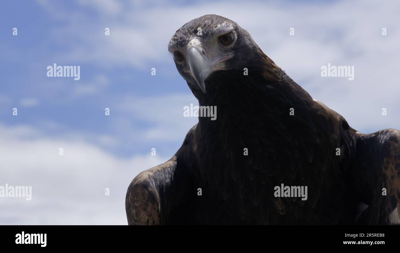 Majestic eagle stands hi-res stock photography and images - Alamy