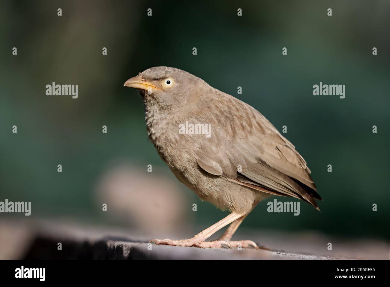 A small brown-feathered bird perched atop a grey rock, looking off into ...