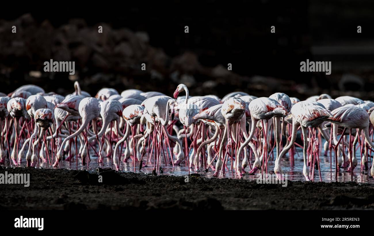 A flock of Flamingos wading in a shallow lake, all bending their legs ...