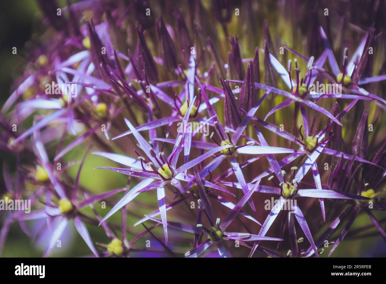 White alium flowers hi-res stock photography and images - Alamy