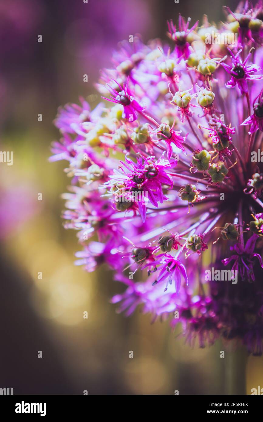White alium flowers hi-res stock photography and images - Alamy
