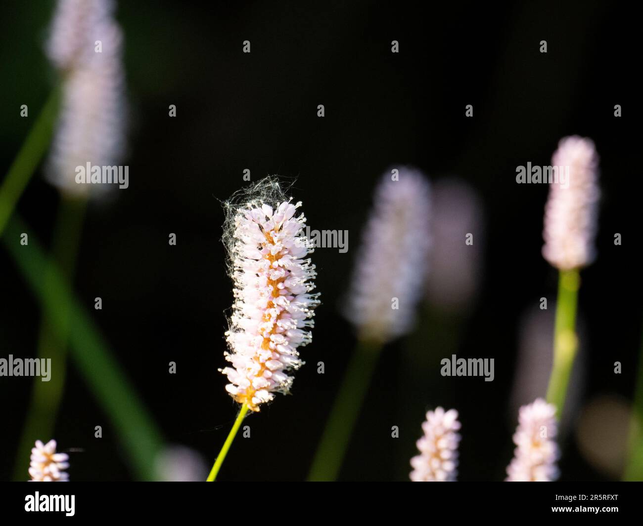 Willow seeds caught on Water Bistort, Persicaria amphibia, in Ambleside ...