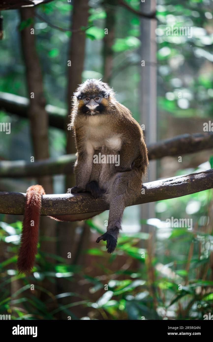 A close-up shot of a monkey perched atop a tree branch, against a ...