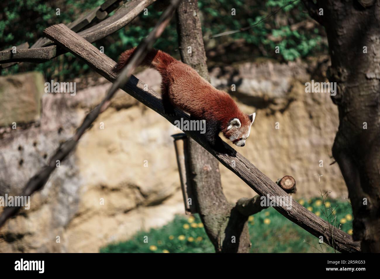Cute Red Pandas Hugging