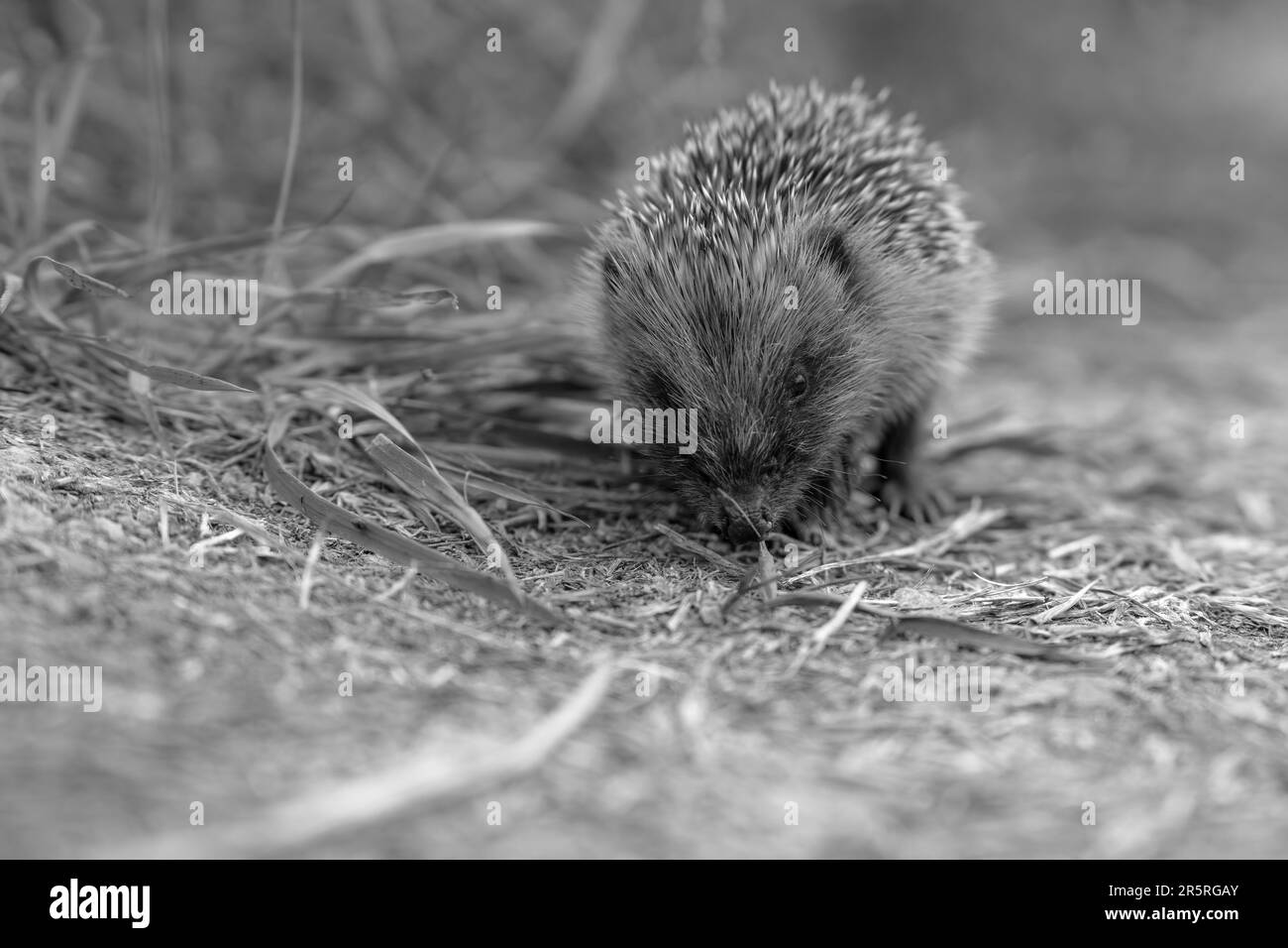 Hedgehog Quills Falling Out