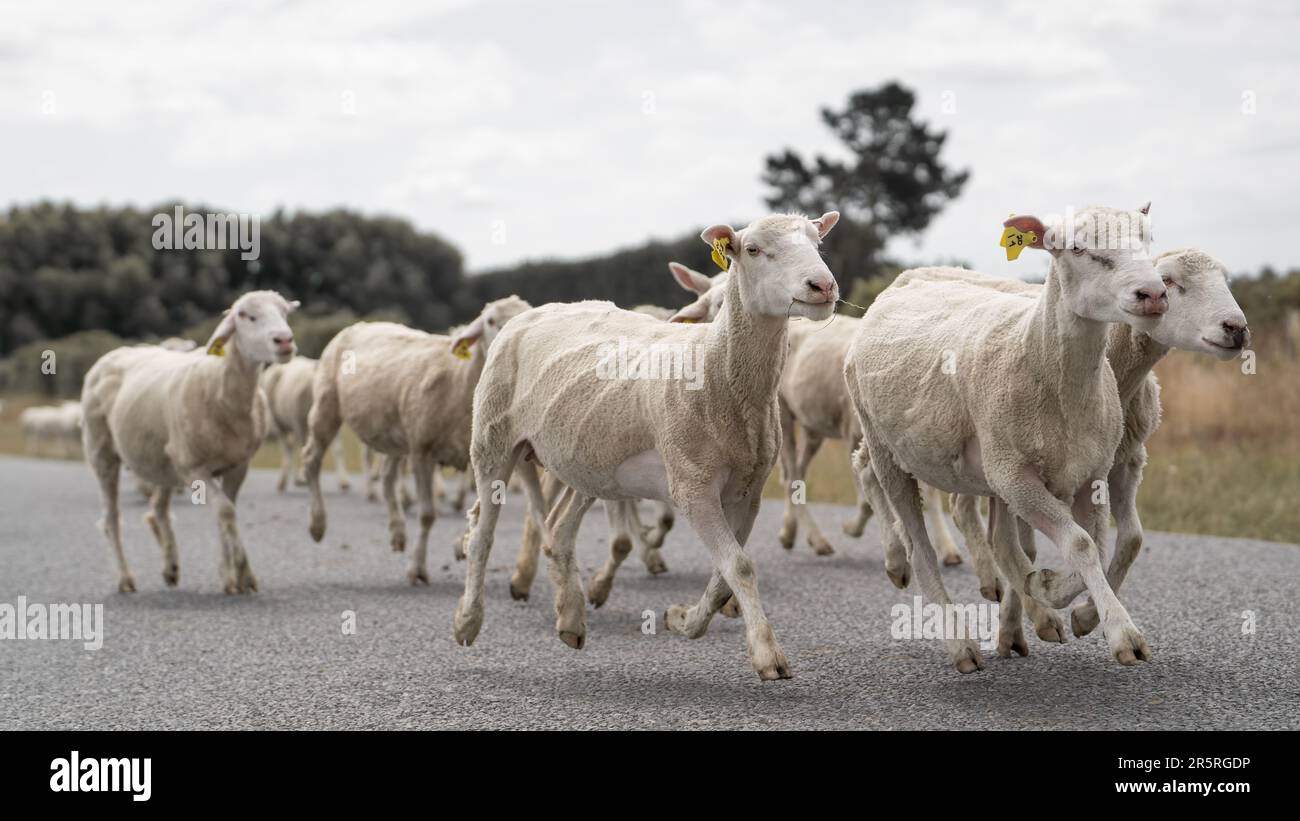 Five white sheep walking down a rural road, lined with lush green trees ...