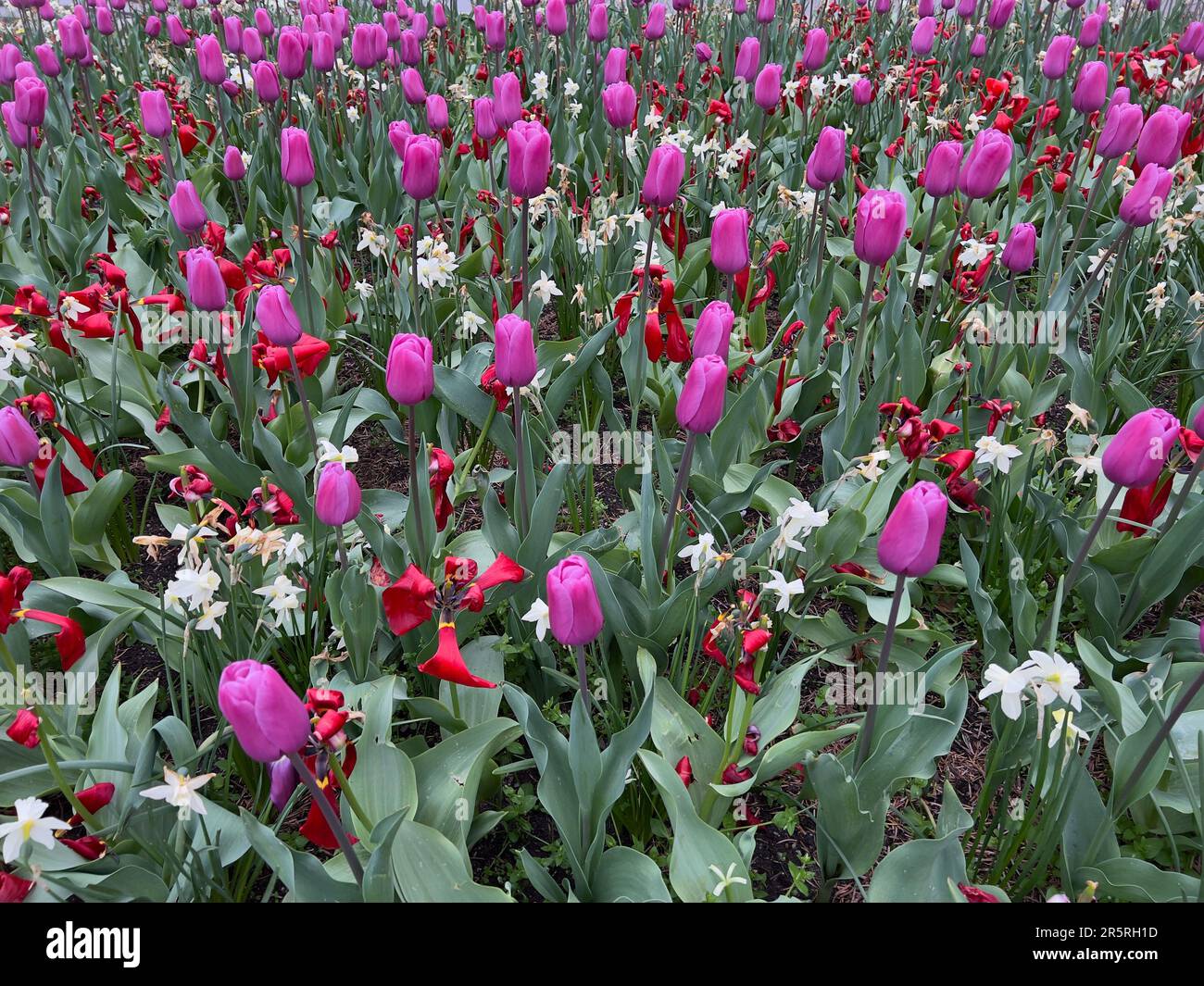 A vibrant garden featuring a mix of purple tulips and other ...