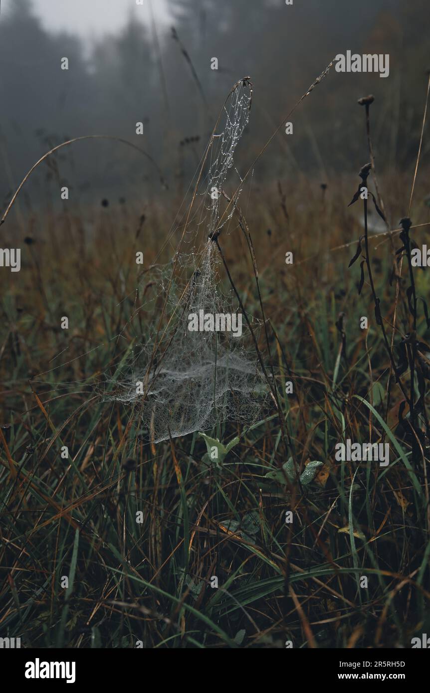 A landscape with a single spider web between the tall grass Stock Photo ...