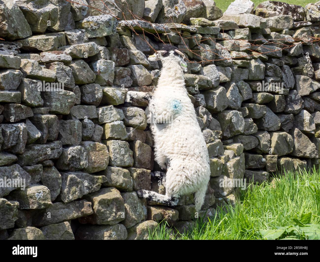 A dead lamb hanging from a fence after getting its horn trapped in ...