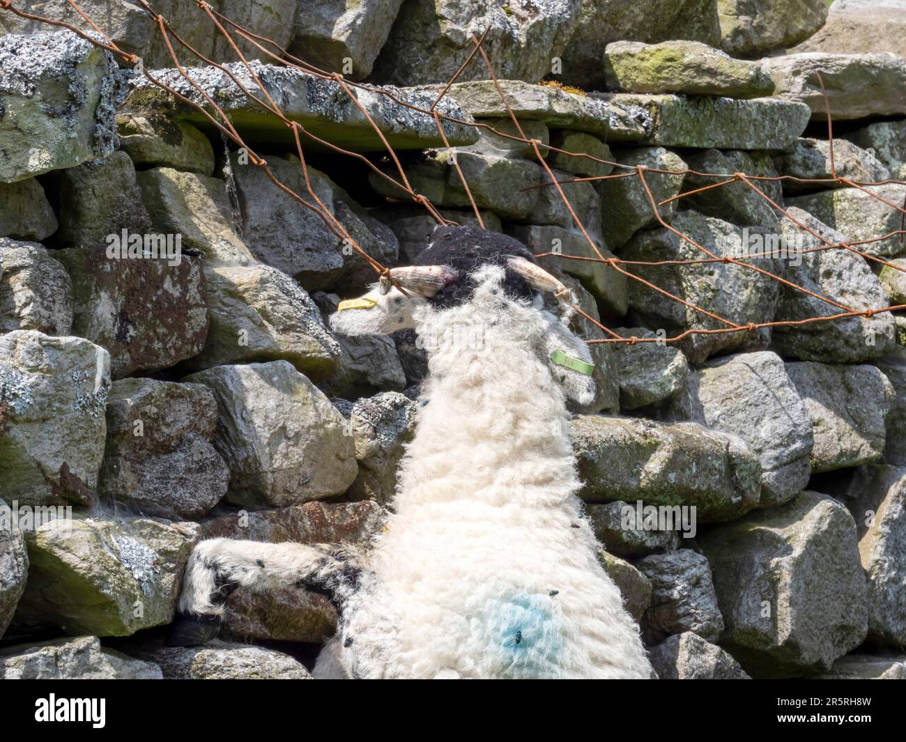 A dead lamb hanging from a fence after getting its horn trapped in ...