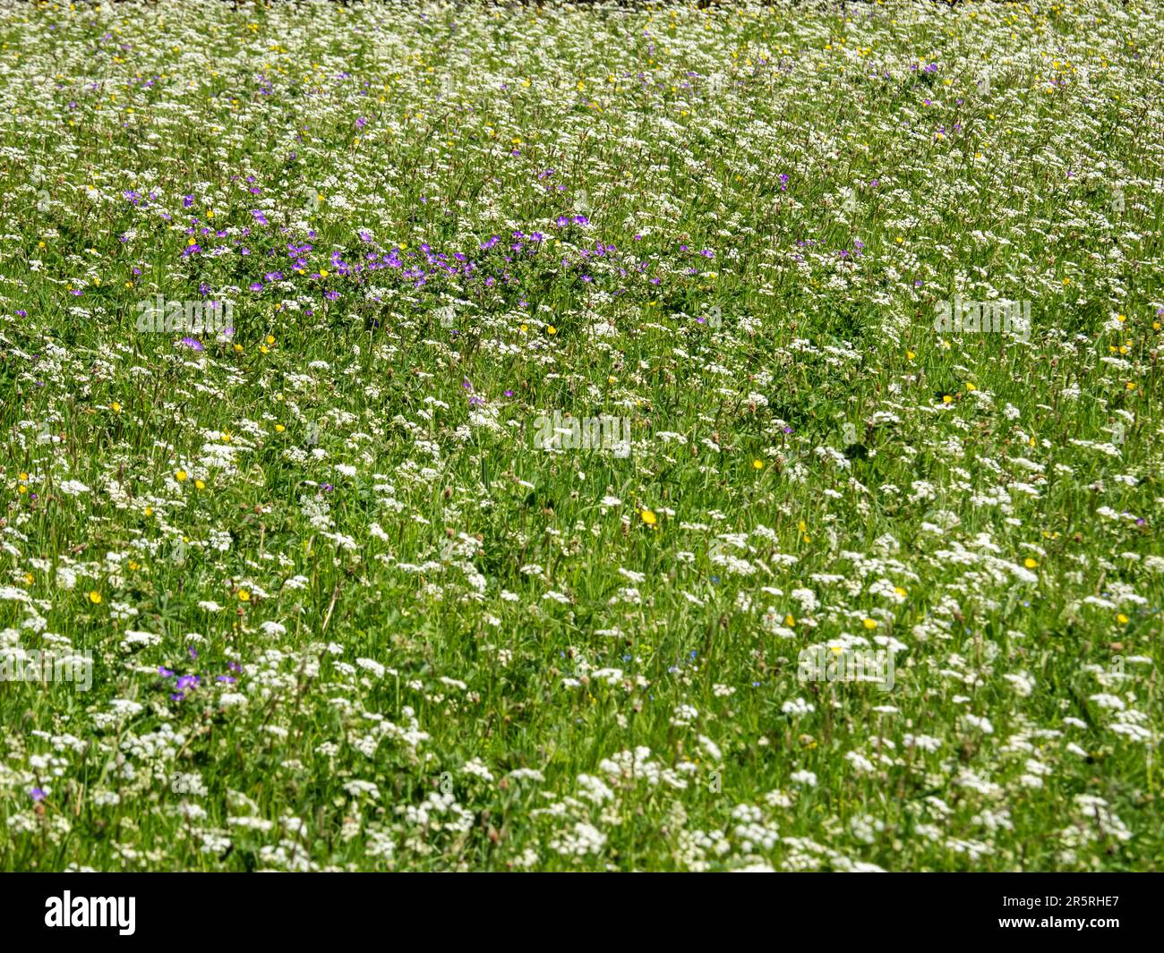 Meadow Cranesbill in a traditional hay meadow in Muker, Swaledale ...