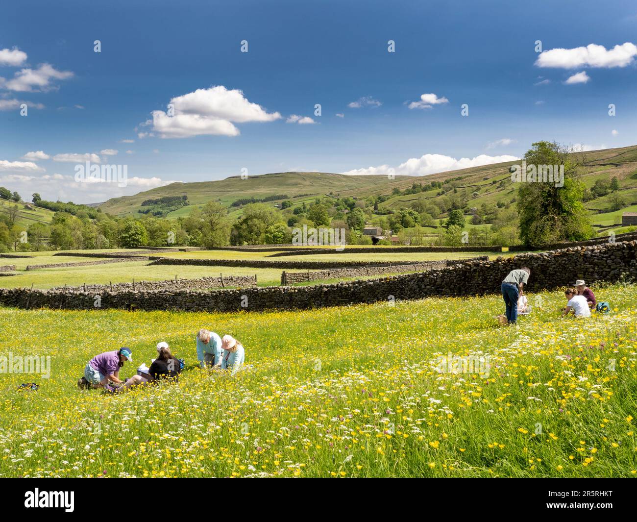 Bontanists studying plants in traditional hay meadows in Muker ...
