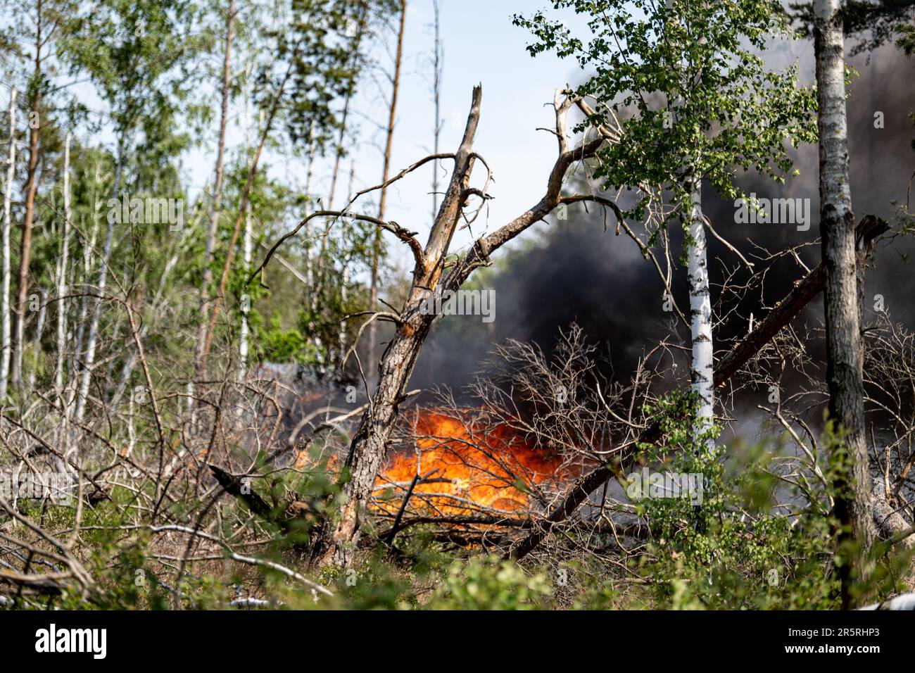 05 June 2023, Brandenburg, Jüterbog: Flames leap into the air in a ...