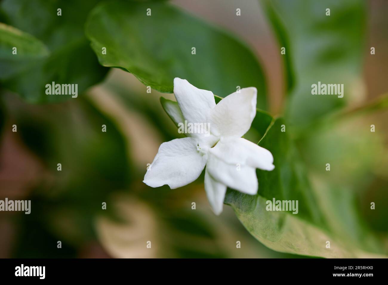 Close-up view of jasmine flower in bloom Stock Photo - Alamy