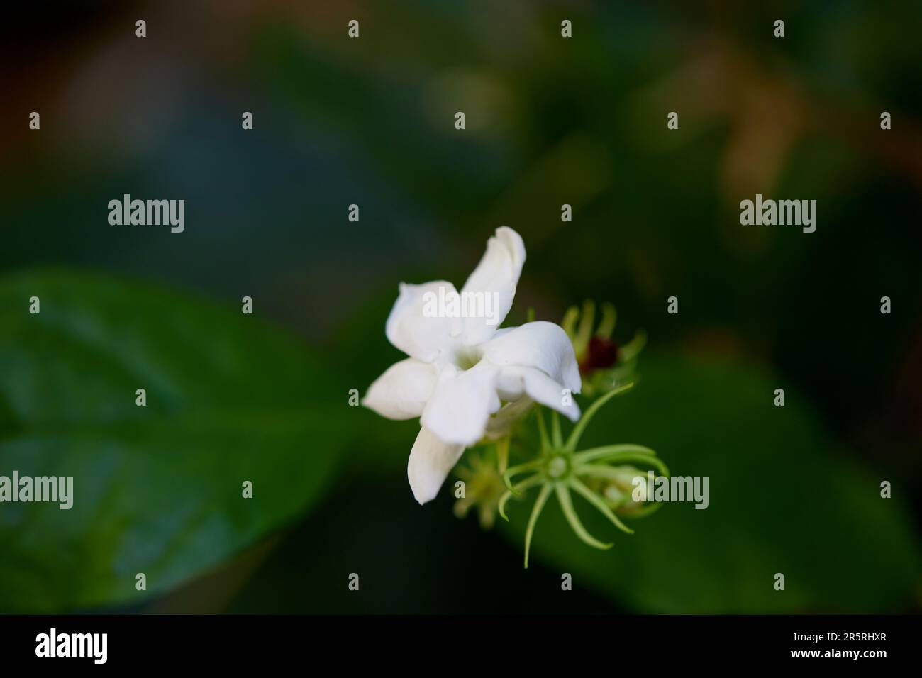 Close-up view of jasmine flower in bloom Stock Photo - Alamy