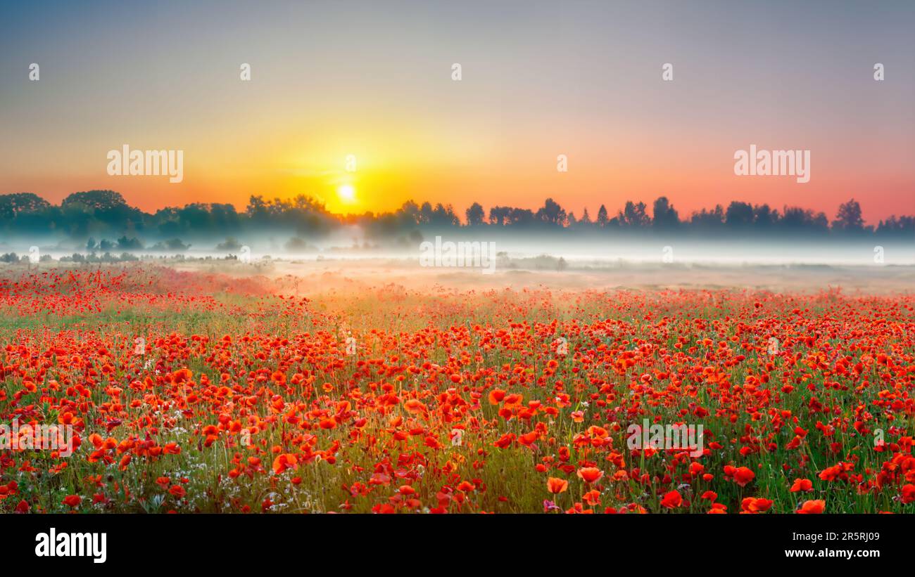 A misty sunrise on a poppy field, Denmark Stock Photo - Alamy