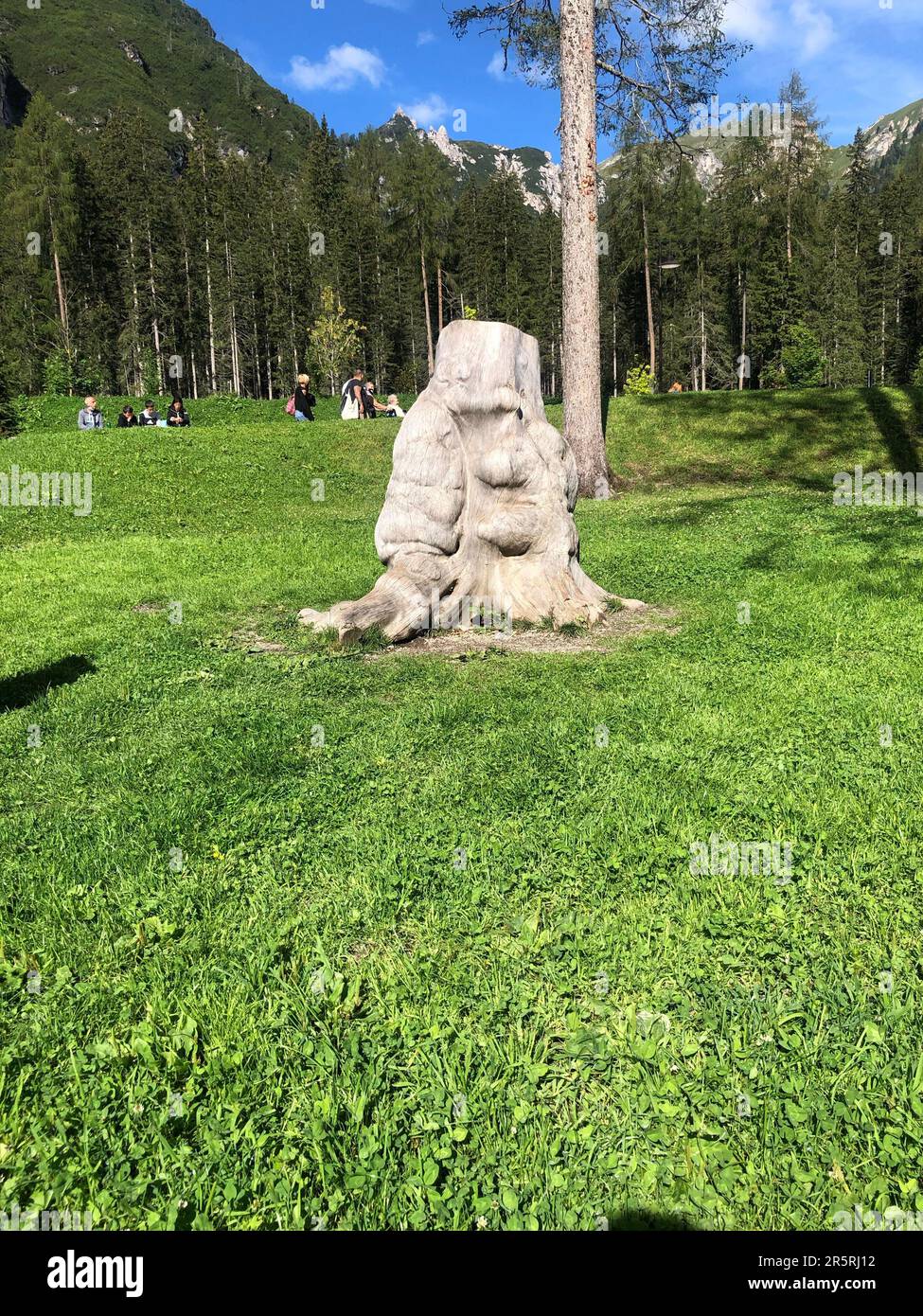 An image of a towering tree stump in vertical orientation Stock Photo ...