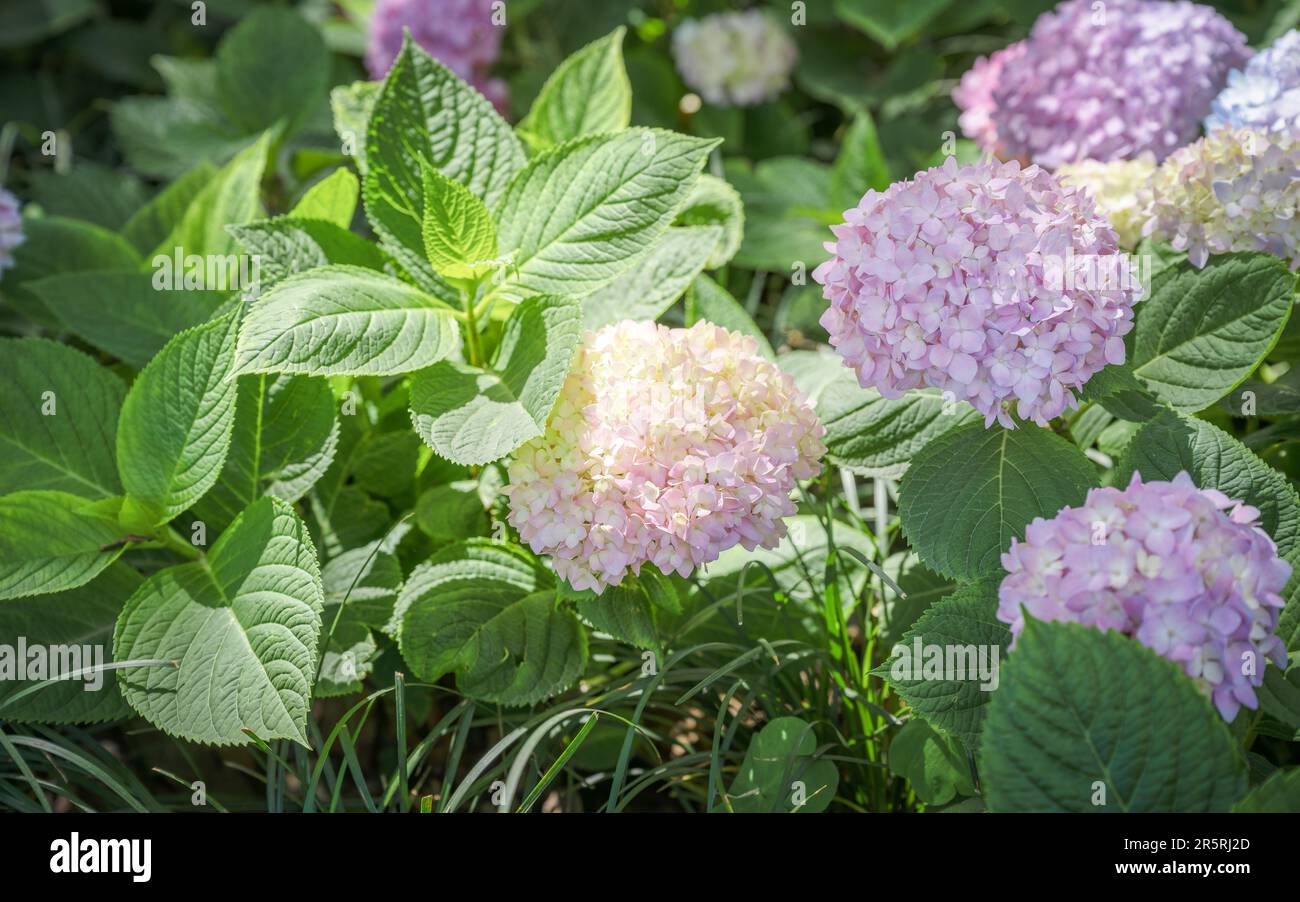 Hydrangea harmony hi-res stock photography and images - Alamy