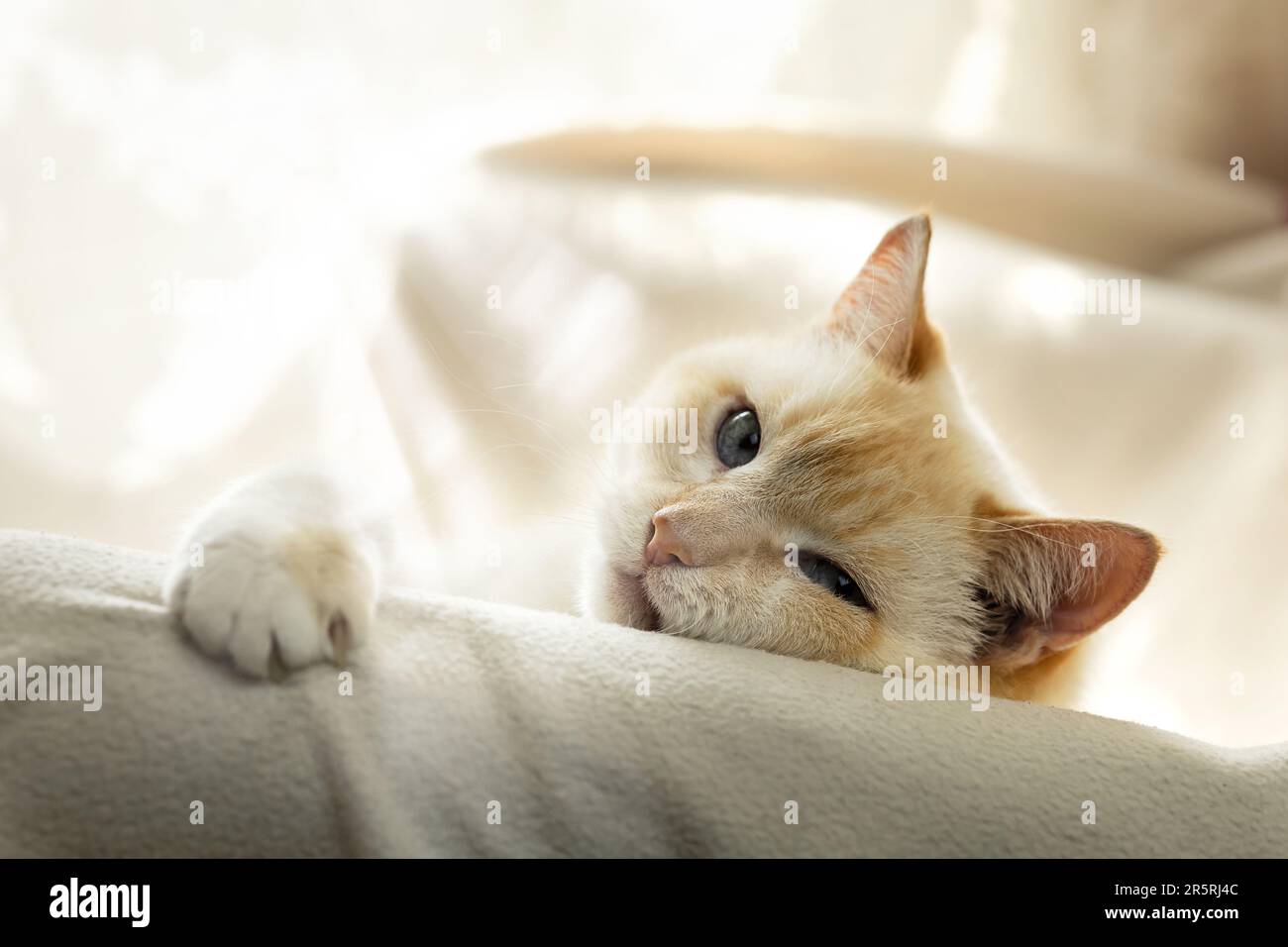 White fat beautiful lazy cunning cat basking in a chair with a white ...