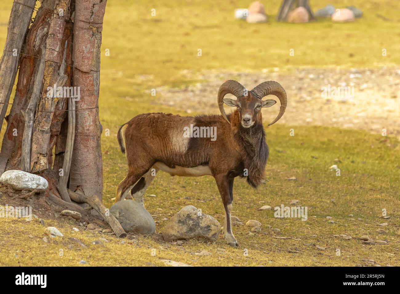 Mouflon sheep hi-res stock photography and images - Alamy