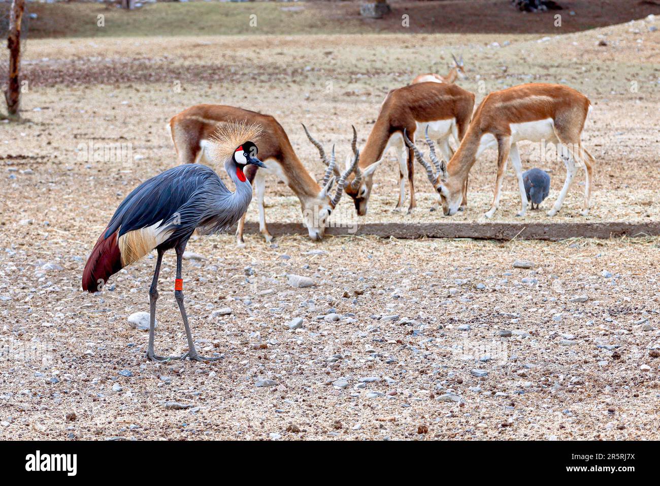 Three African mammals, an ostrich, gazelle and antelope, gathered in a ...