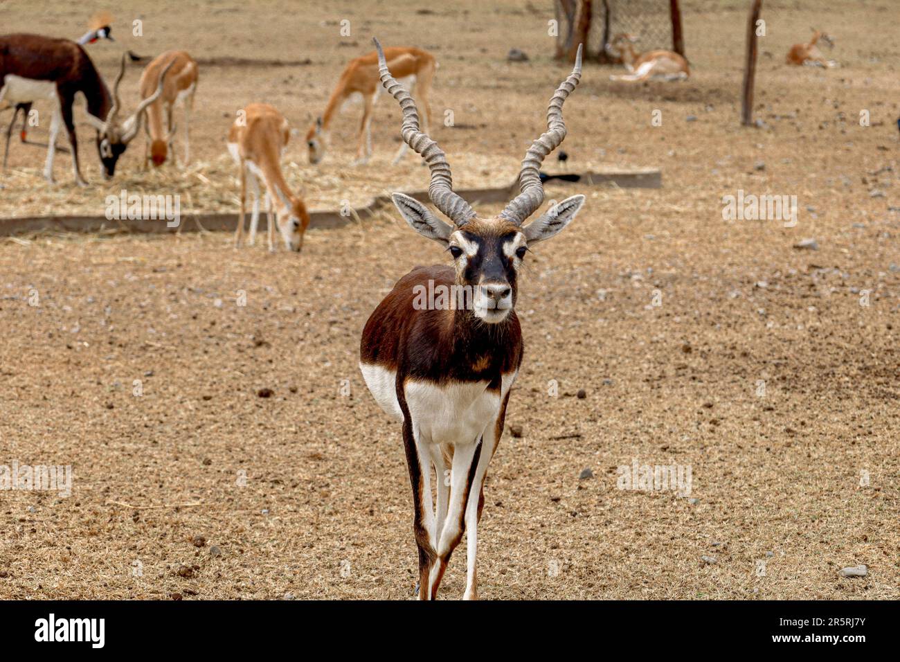 A herd of antelopes grazing in an enclosed area with other animals in ...