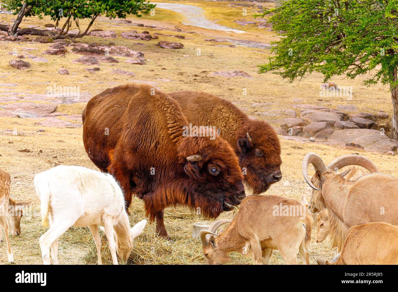 A herd of goats and a large boar grazing on hay in a rural, outdoor ...