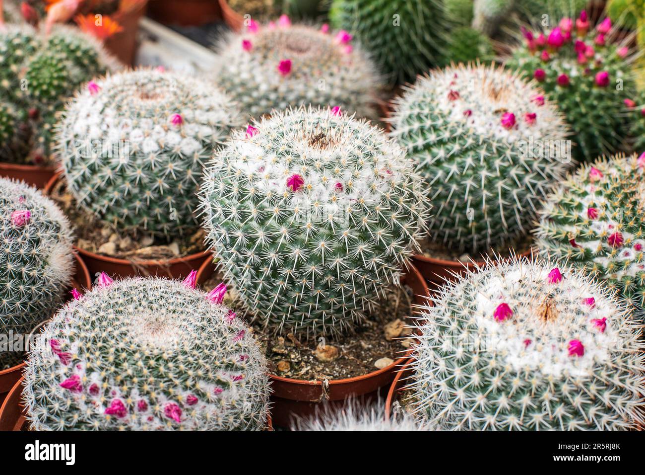 Blooming cacti closeup, cacti background, fat plants, variety of nature ...