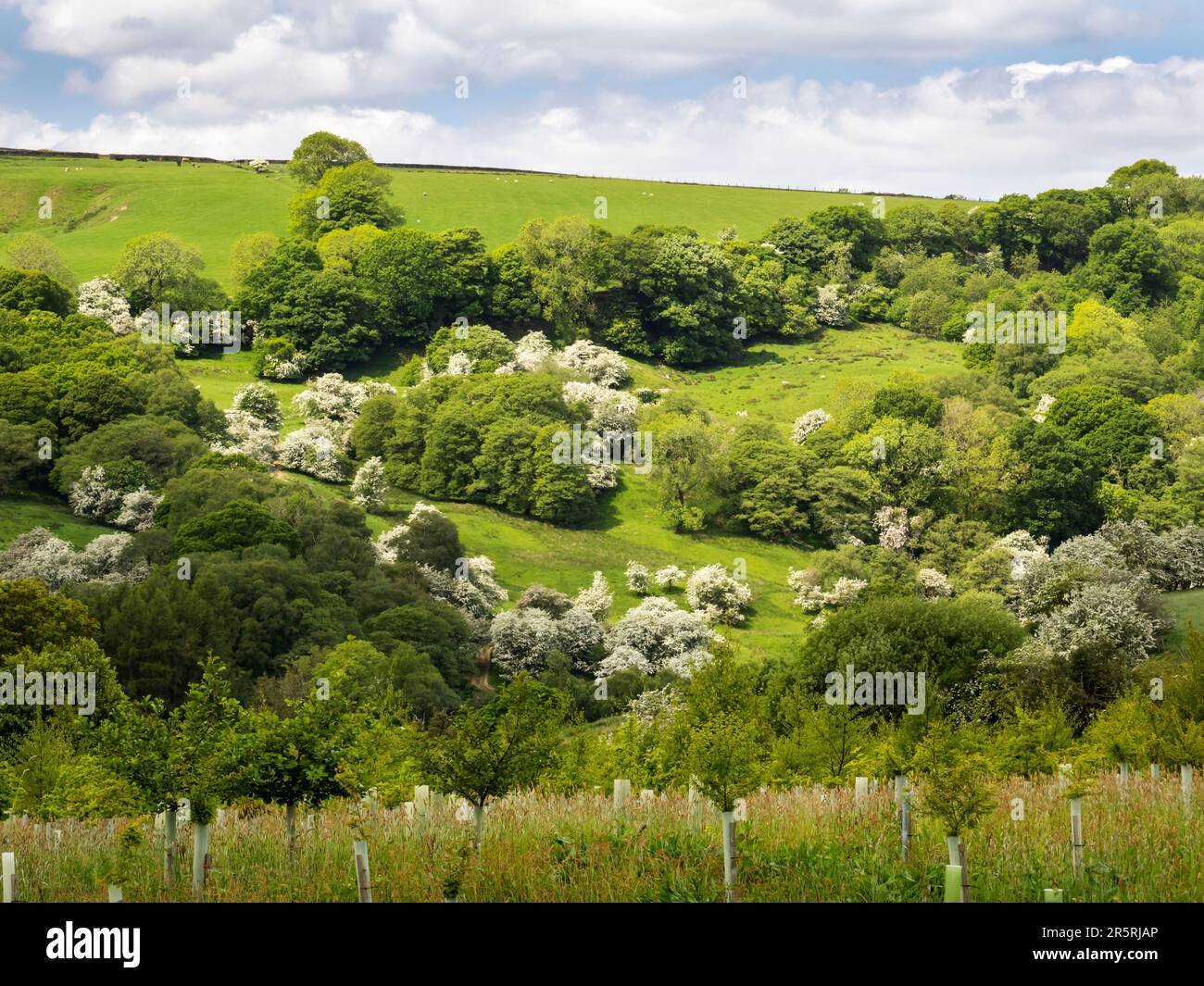Hawthorn blossom yorkshire hi-res stock photography and images - Alamy