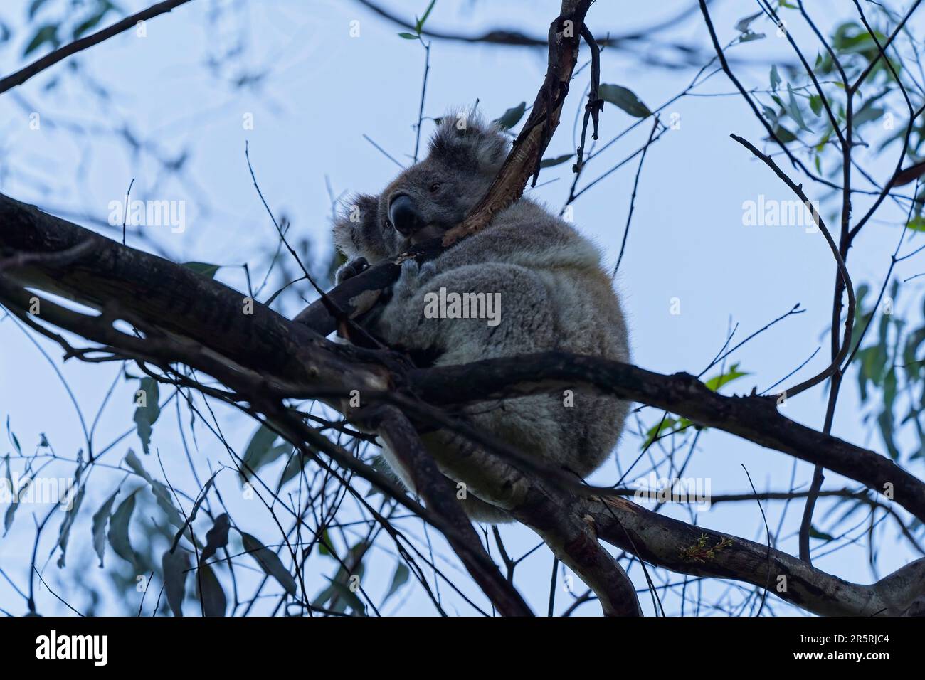 Stare off into the distance hi-res stock photography and images - Alamy