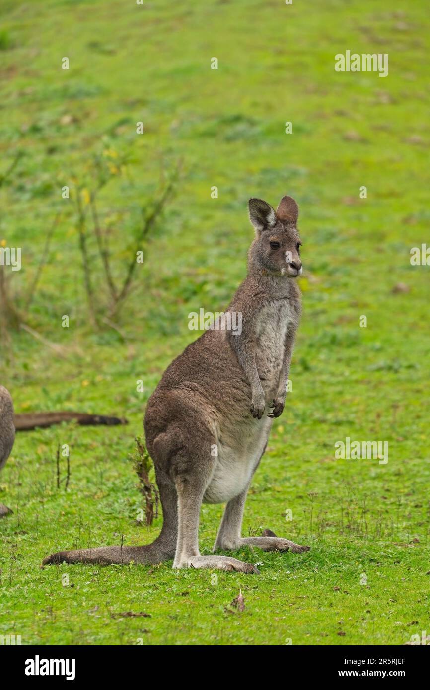 A portrait of a kangaroo standing in a lush green field Stock Photo - Alamy