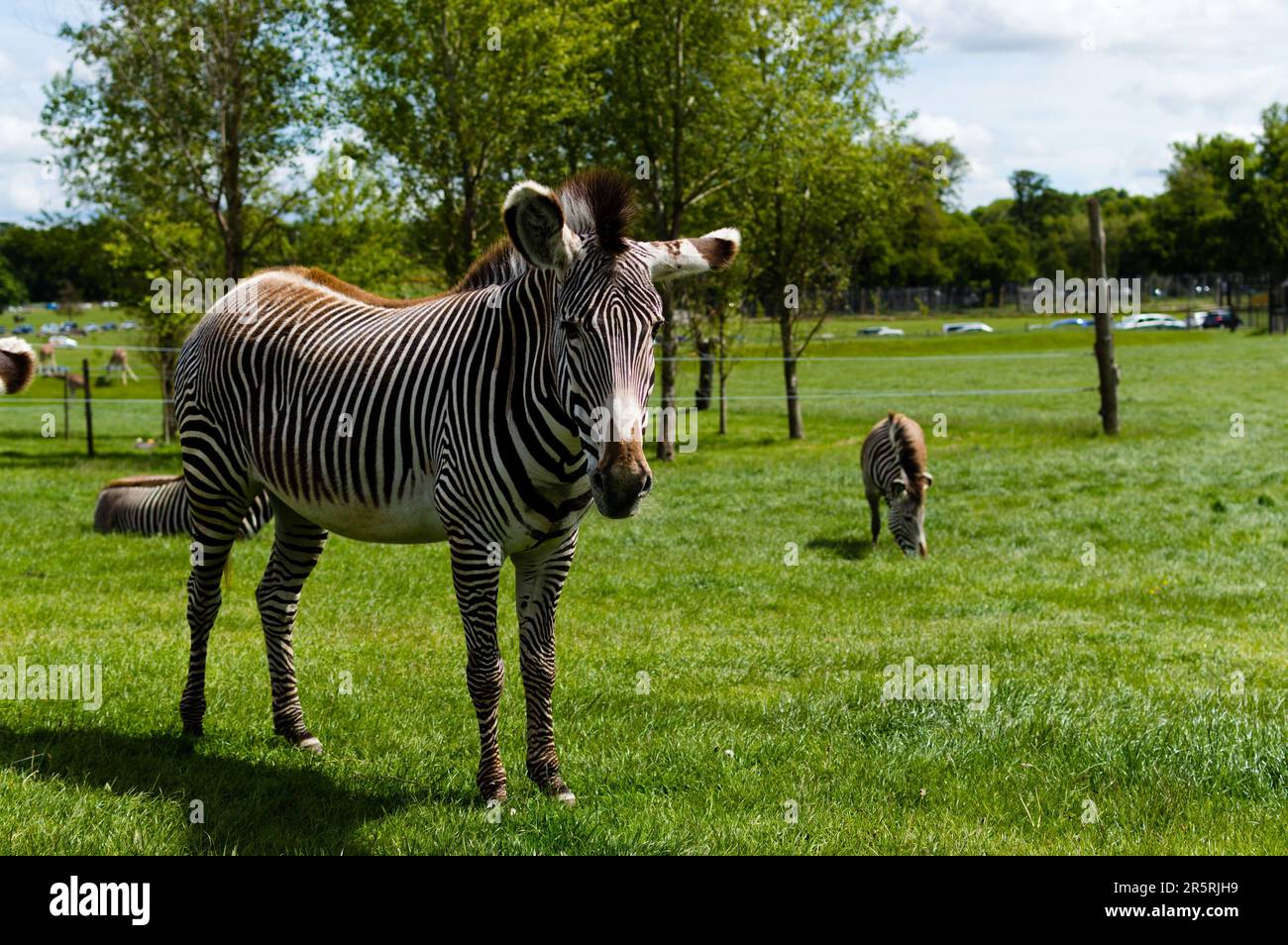 Zebra in zoo enclosure hi-res stock photography and images - Alamy