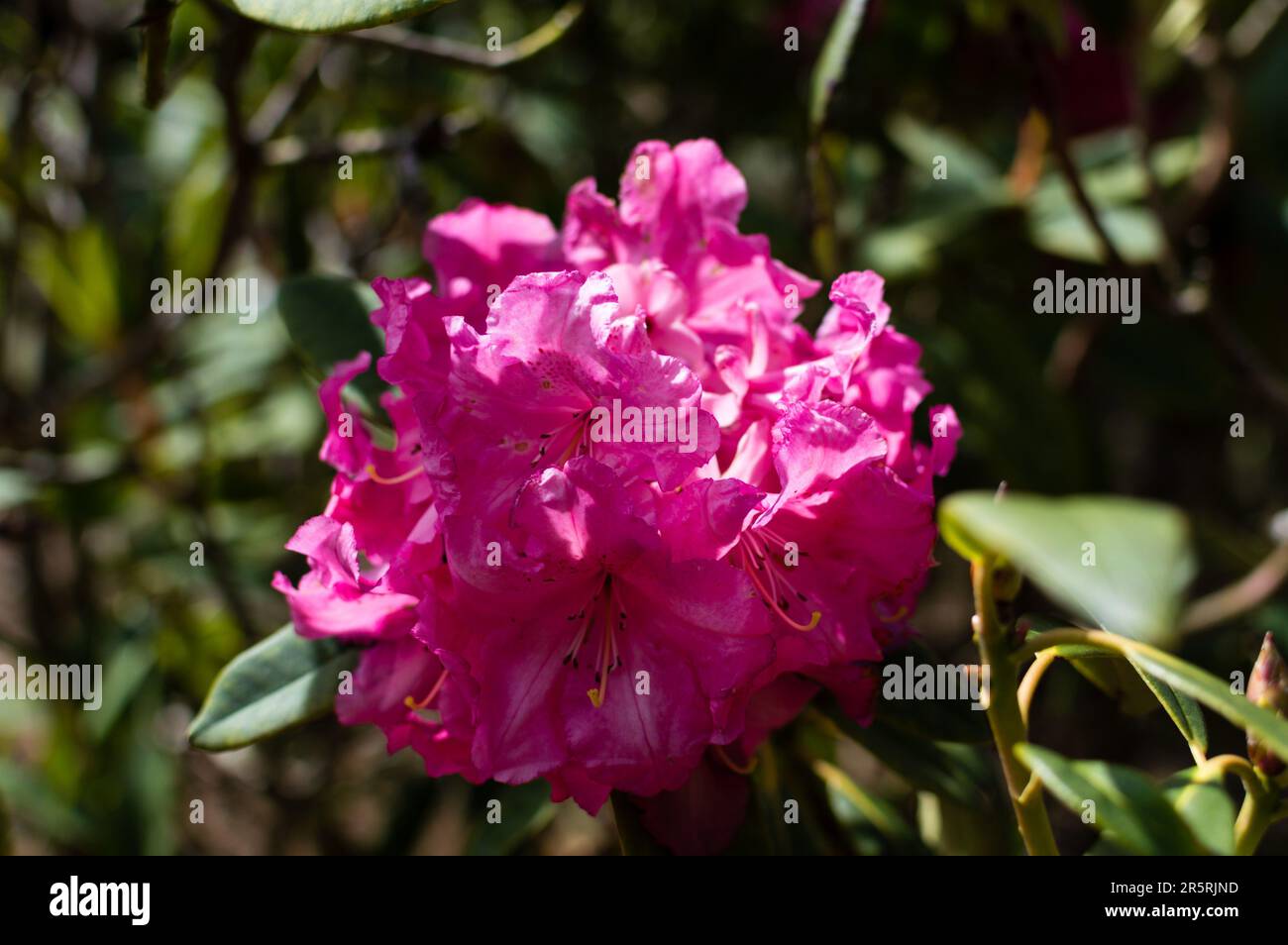 Hymenanthes hi-res stock photography and images - Alamy