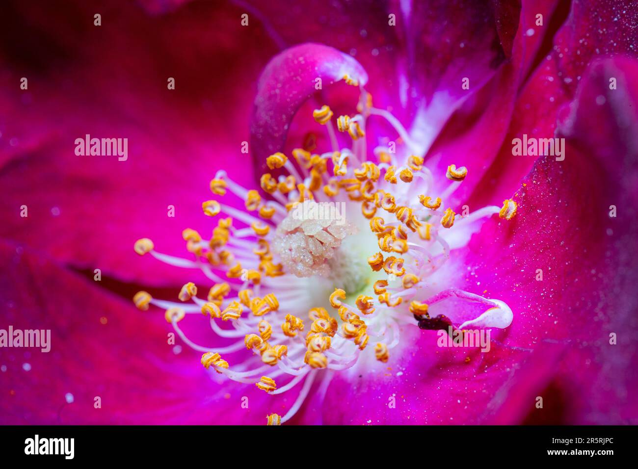 The center of a French Rose Stock Photo - Alamy