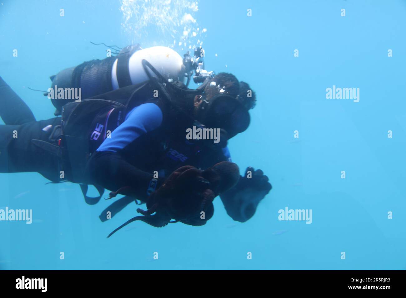 A scuba diver swimming in the crystal-clear blue ocean, equipped with ...