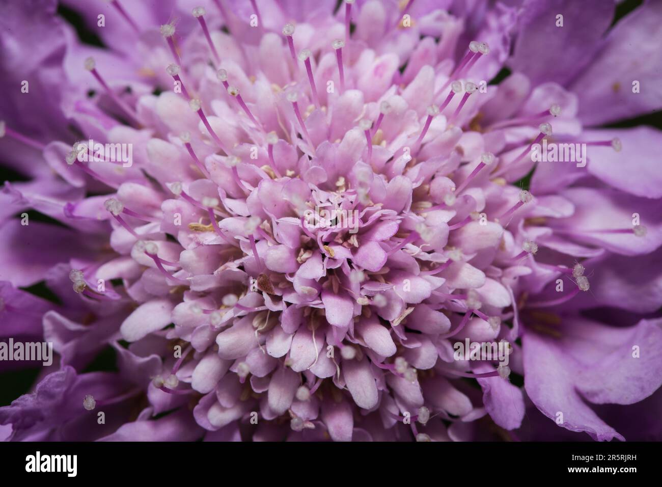 a Close up photo of a blooming pincushion flower Stock Photo - Alamy