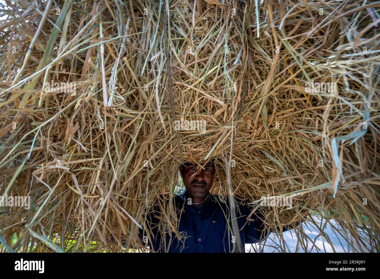 A man carries straw on his head to feed his cattle on the outskirts of ...