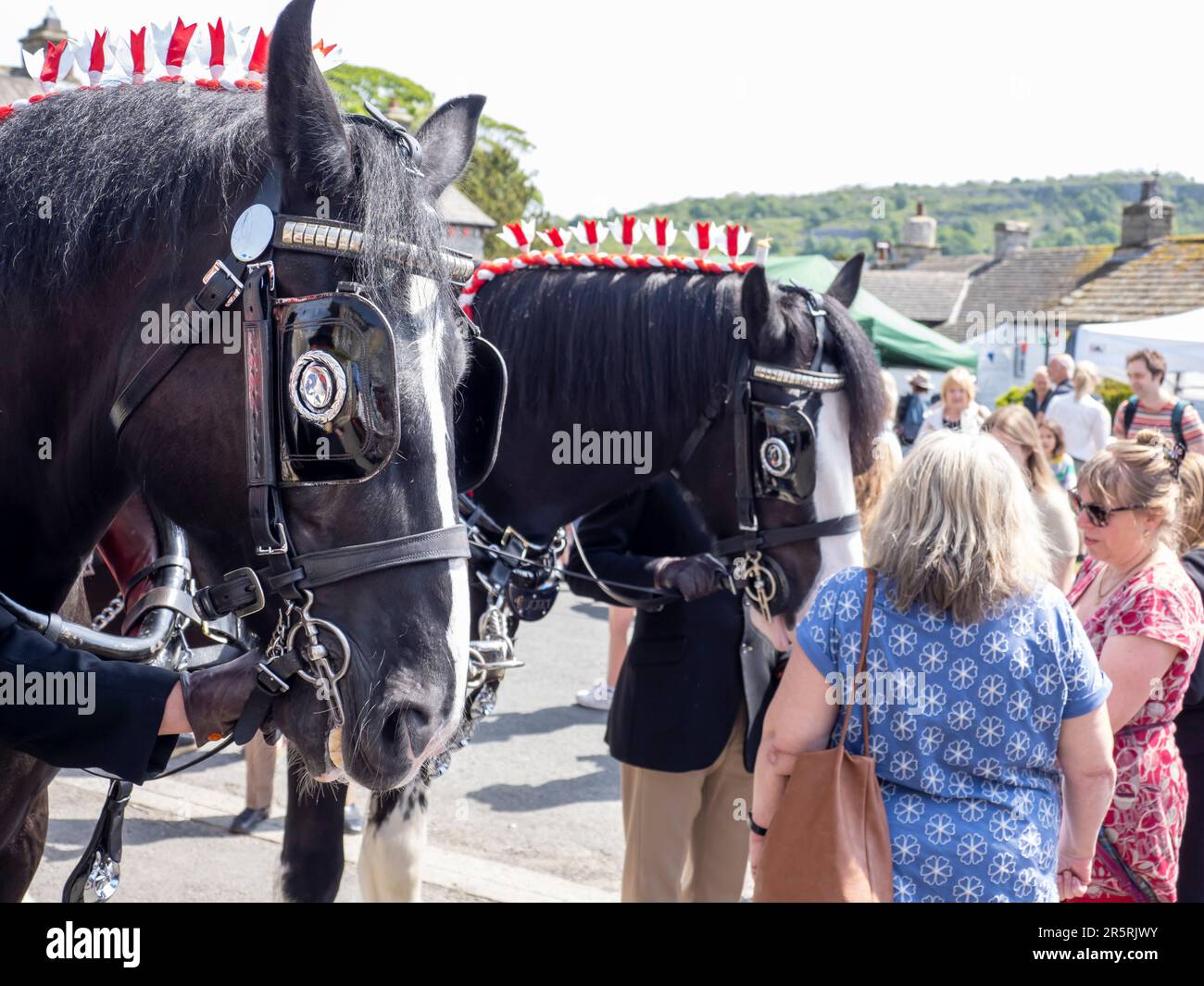 Drey horse hi-res stock photography and images - Alamy