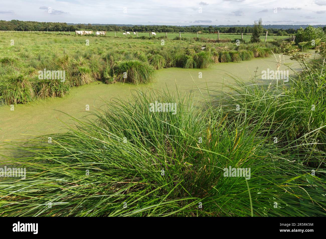 France, Eure, Marais-Vernier National Nature Reserve, cows in pasture ...